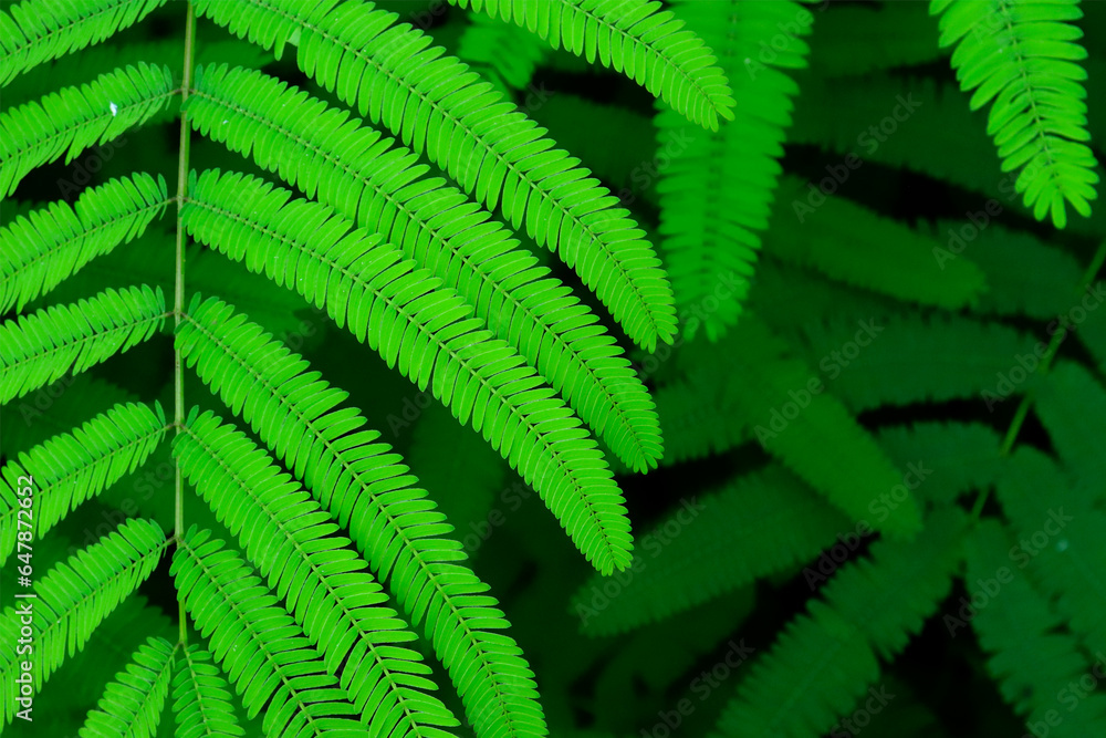 Kaliandra Merah, Calliandra calothyrsus with Young green calliandra ...