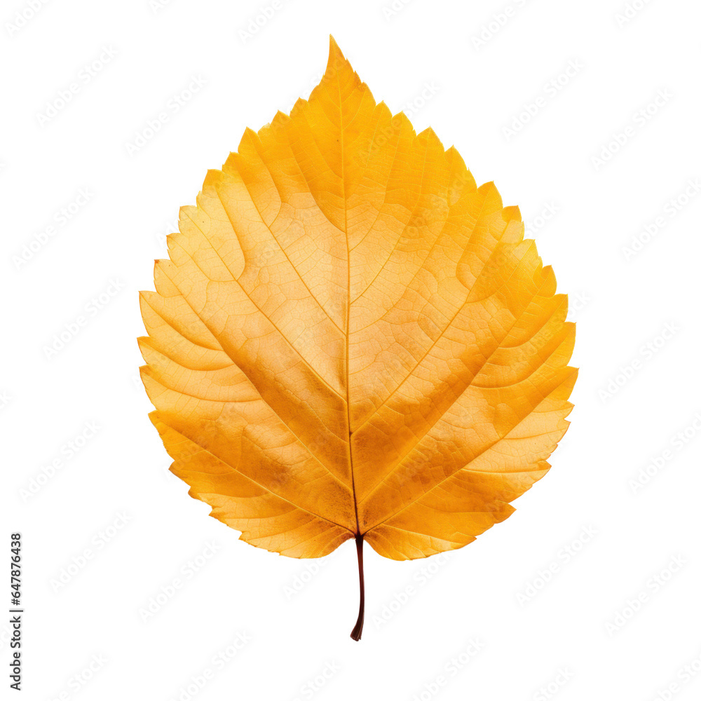 dry autumn yellow birch leaf, png file of isolated cutout object on ...