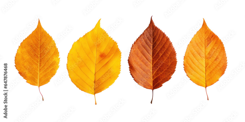 group of autumn dry yellow birch leaves, png file of isolated cutout ...