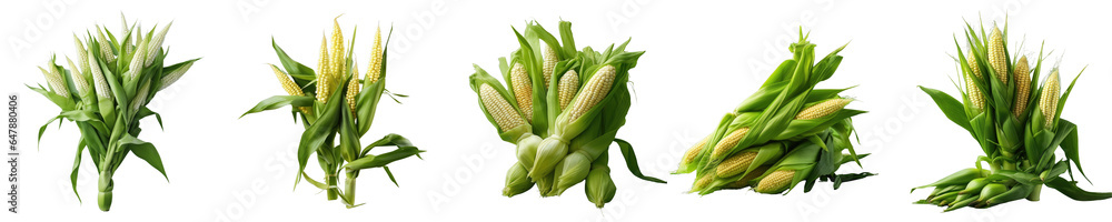 Png Set Isolated cluster of small corn on a transparent background with ...