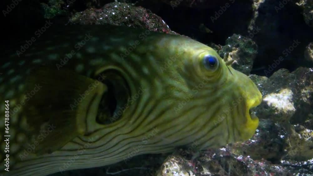 Large reticulated pufferfish (Arothron reticularis) under coral Stock ...