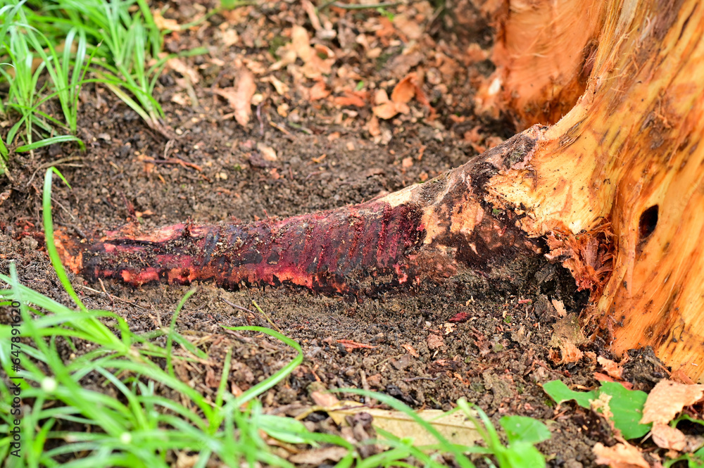 Problem of durian in the garden, tree use treatment for root rot ...