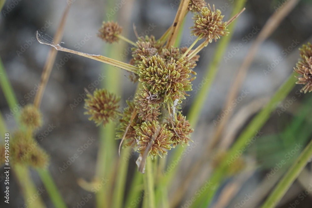 Cyperus Acuminatuss (coco-grass, Java grass, nut grass, purple nut ...