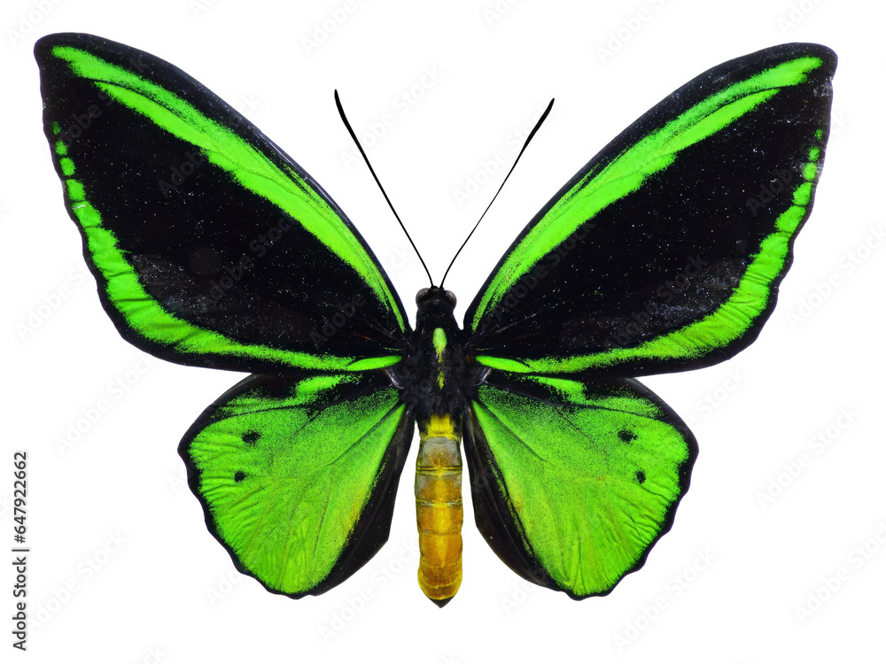 Poster Common green birdwing butterfly (Ornithoptera priamus) isolated ...