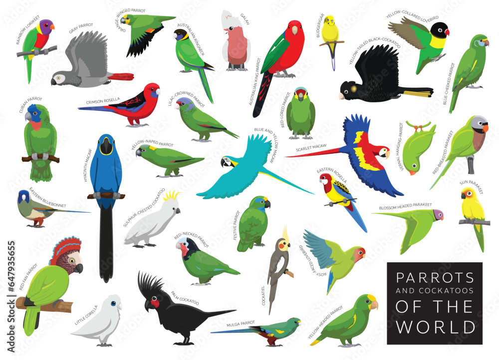 Birds Parrots and Cockatoos of the World Set Cartoon Vector Character ...