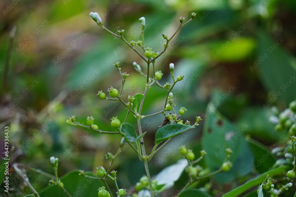 Paederia foetida (Also called skunkvine, stinkvine, gembrot, sembukan ...