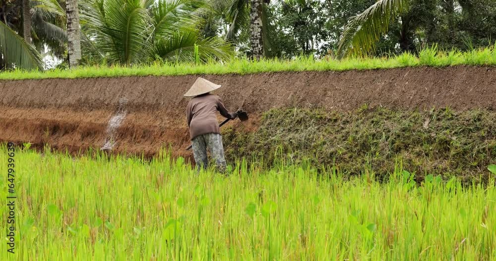 Peasant woman removes grass from edge of rice field with simple hoe and ...
