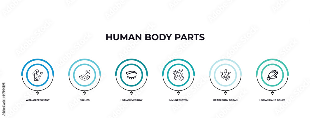 woman pregnant, big lips, human eyebrow, immune system, brain body ...