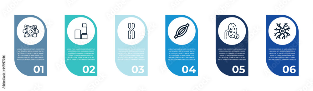 immune system, big lips, masculine chromosomes, human muscle, excretory ...