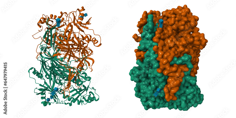 Crystal structure of human diamine oxidase. 3D cartoon and Gaussian ...