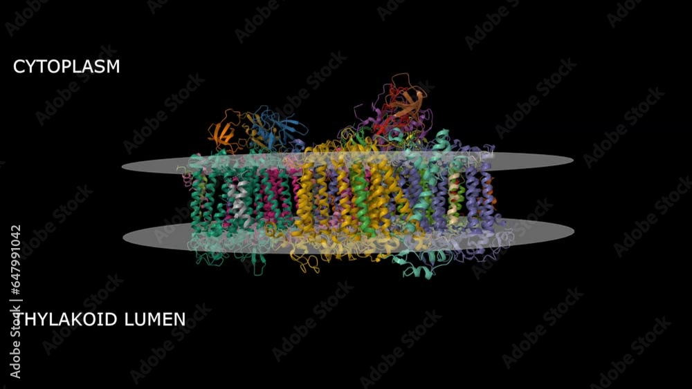 Structure of Photosystem I of the cyanobacterium Fischerella thermalis ...