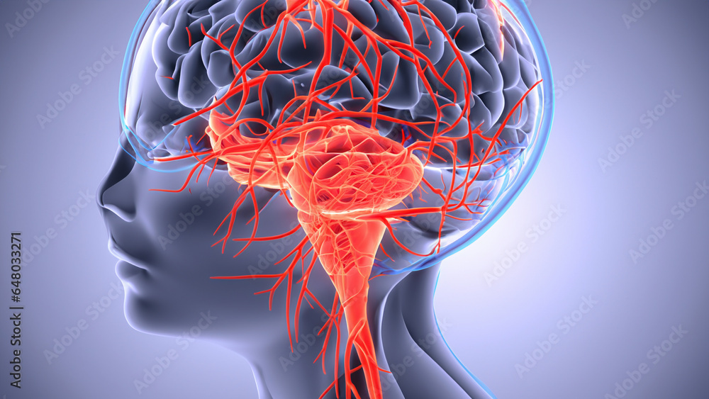 3D Illustration of human brain nerve tracts based on magnetic resonance ...