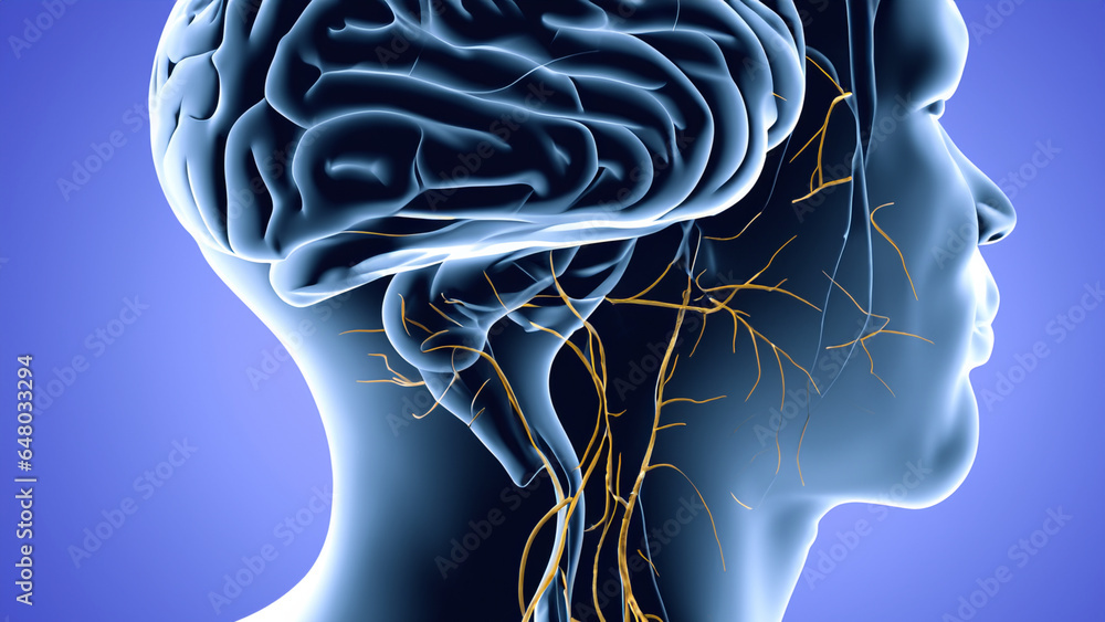 3D Illustration of human brain nerve tracts based on magnetic resonance ...