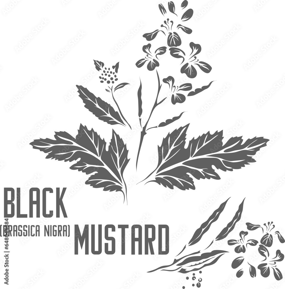 Black Mustard Plant Vector Silhouette Medicinal Brassica Nigra Plant Outline Set Of Black