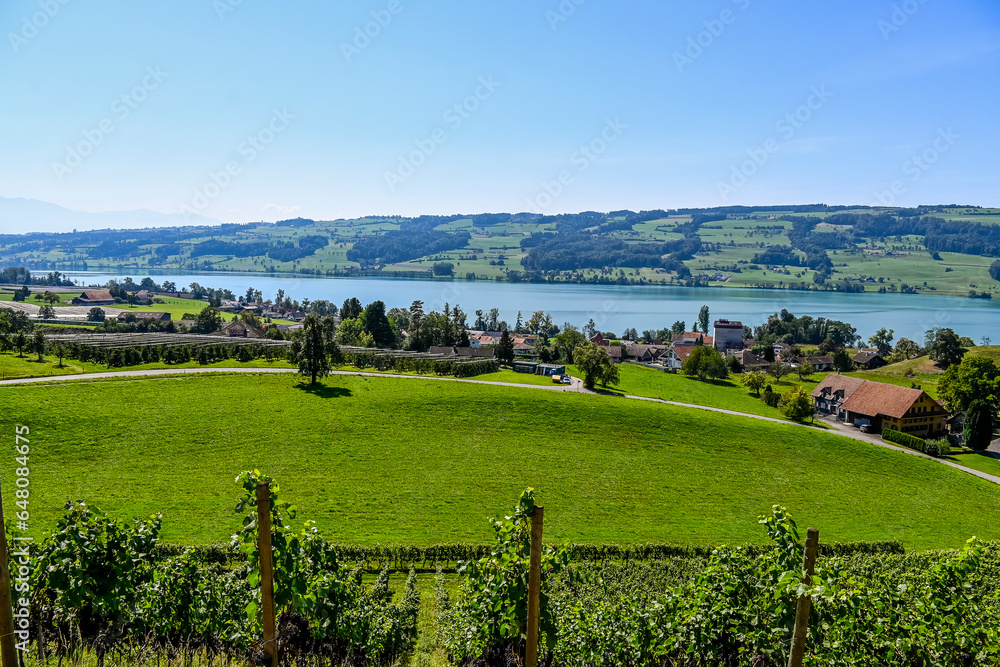 Gelfingen, Hitzkirch, Weinberg, Obstbäume, Baldeggersee, Seetal ...