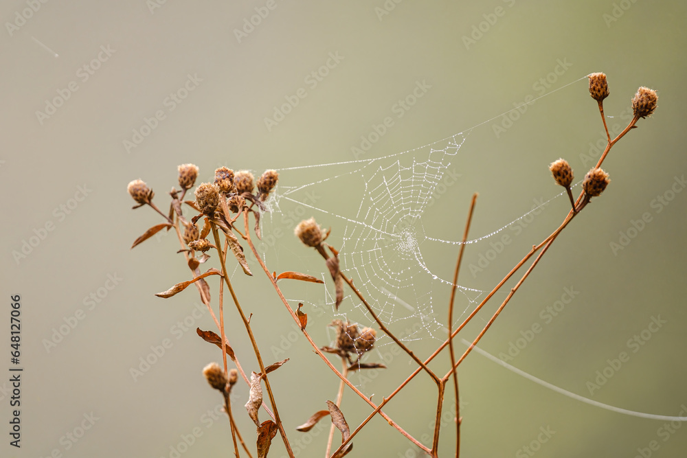 Early morning dew on a cobweb hanging between twigs of a plant on a ...