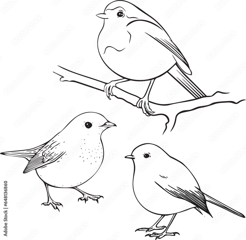 Hand drawn vector ink illustration of robin birds set. Coloring page of ...