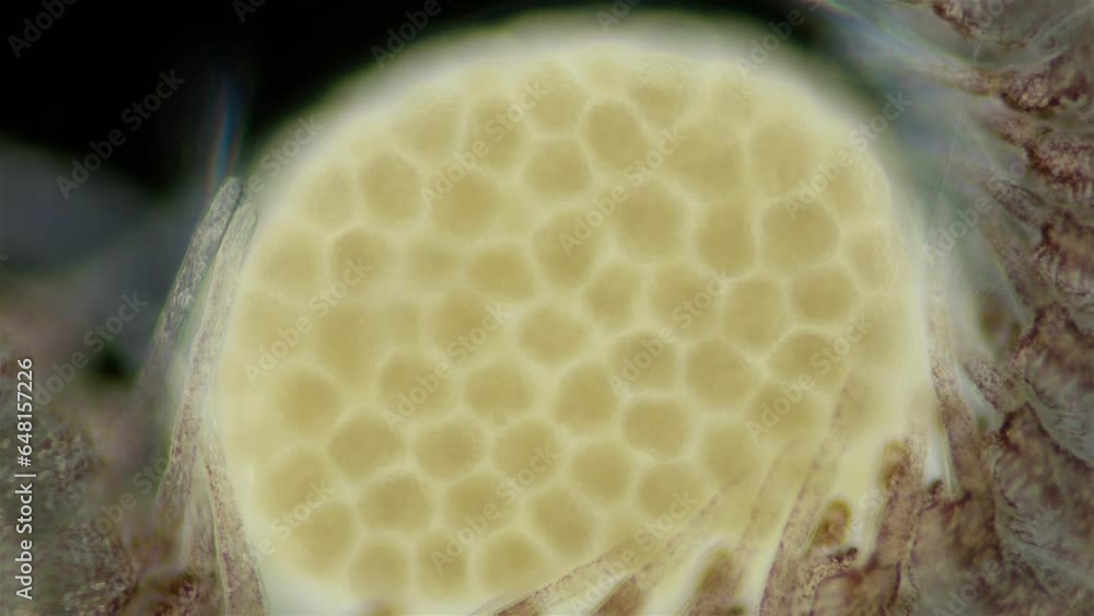 Female polychaete worm Myrianida prolifera under microscope, family ...