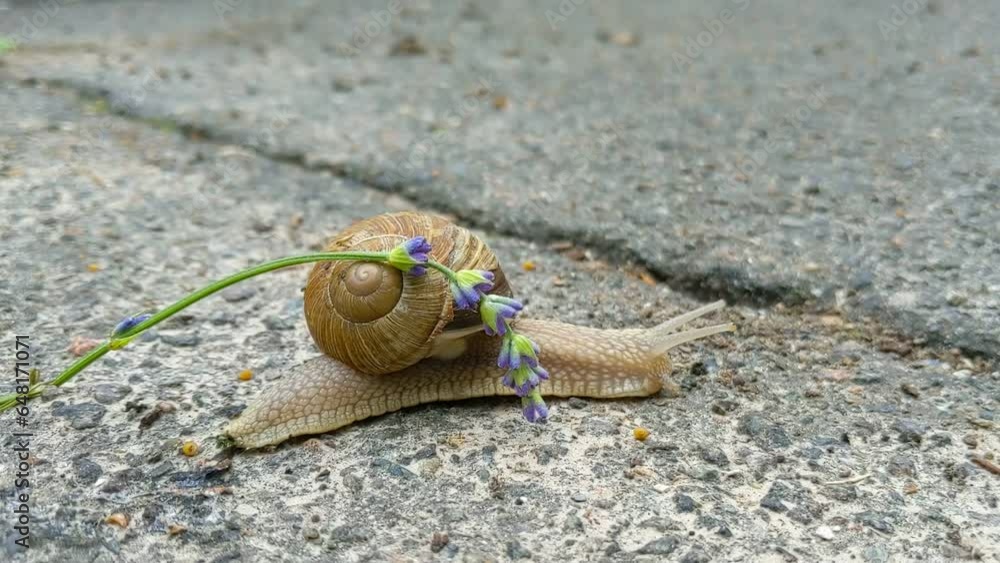 Close-up of a garden snail gracefully gliding along the stone with a ...