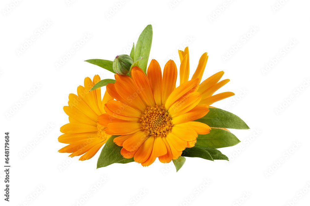 Calendula officinalis flower isolated on transparent background. Yellow ...