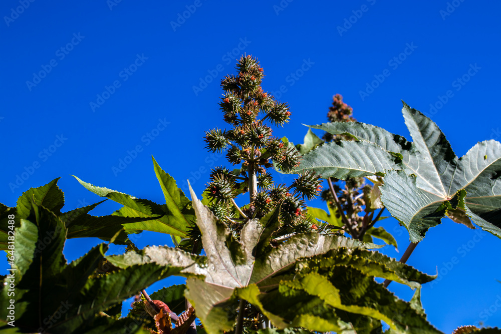 Foto de Ricinus communis L. plant, known as castor bean, on a farm in ...