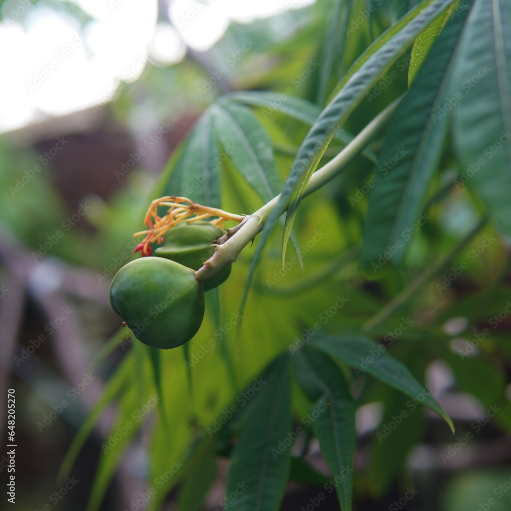 fruit of the Jatropha multifida plant or (coral bush, coral plant ...
