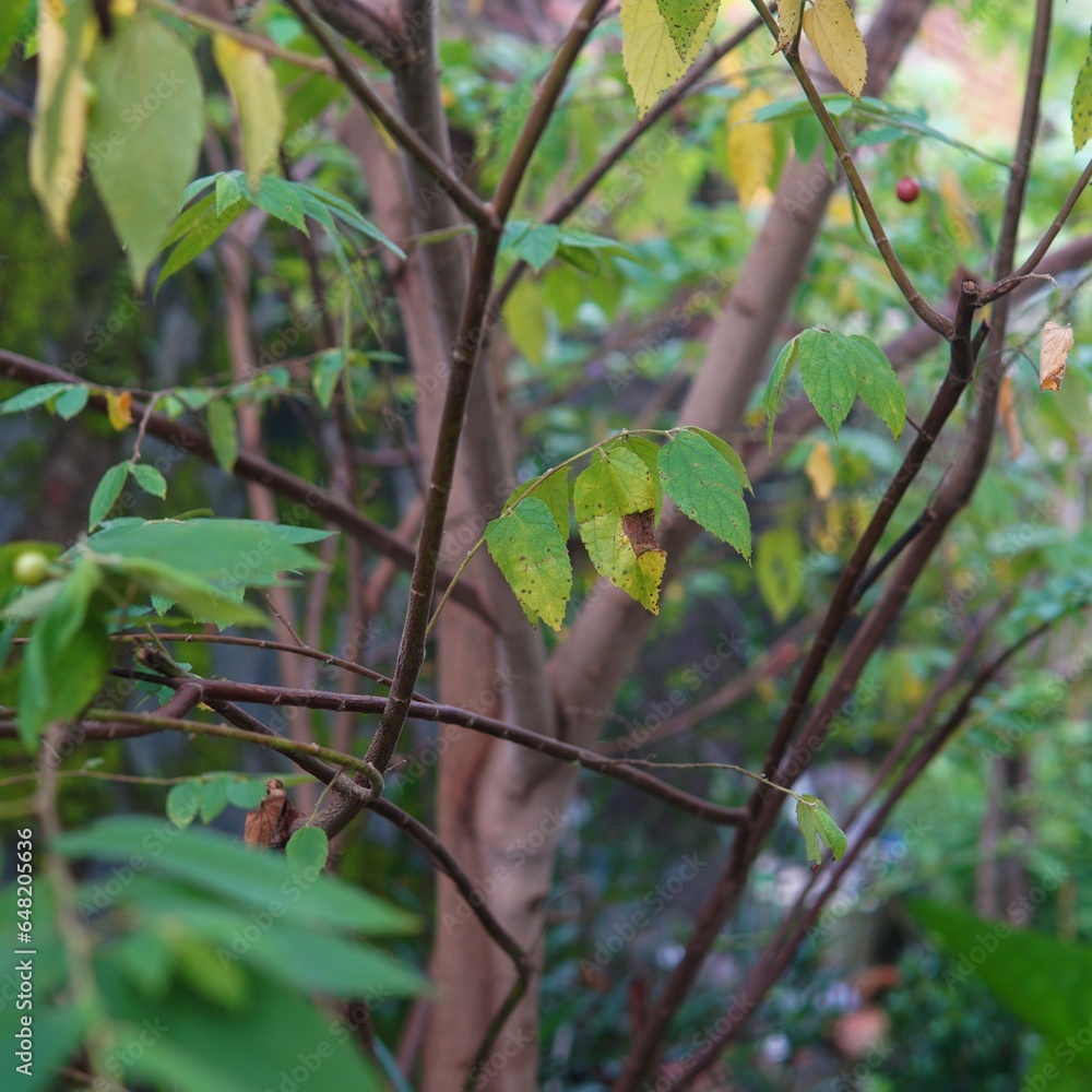 twigs and leaves of the muntingia calabura or ( Malayan Cherry ...