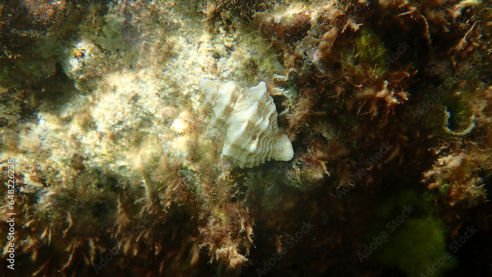 Seashell of Babel's latiaxis (Babelomurex cariniferus) undersea, Aegean ...