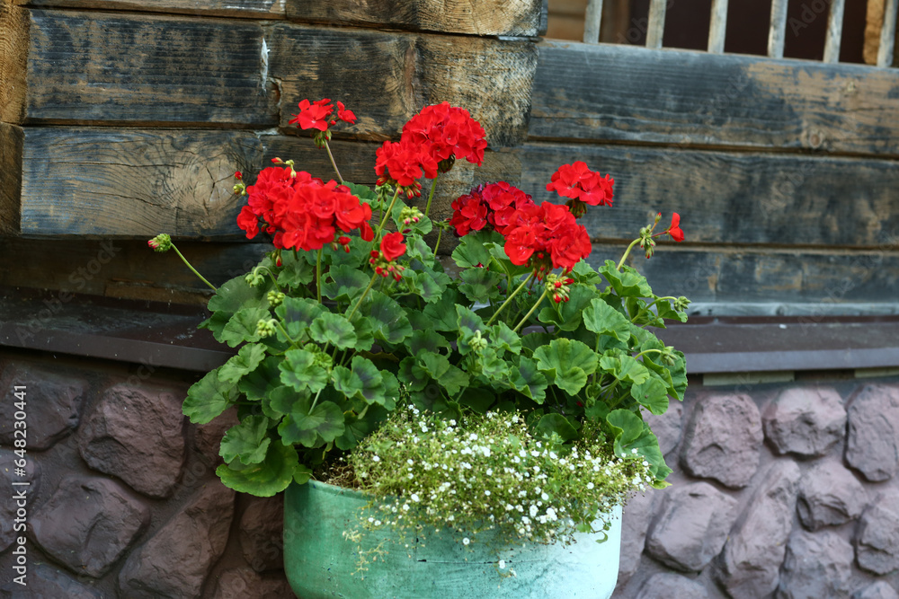 red geranium flowers in flower box close up photo on country house ...