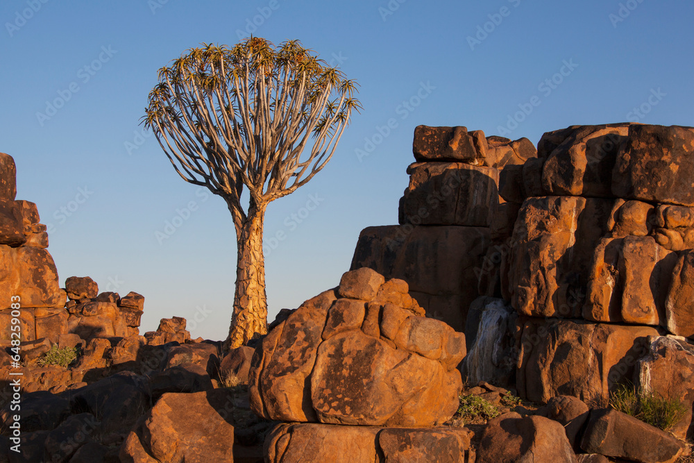 Quiver tree and rock wall at sunset; Namibia Stock Photo | Adobe Stock