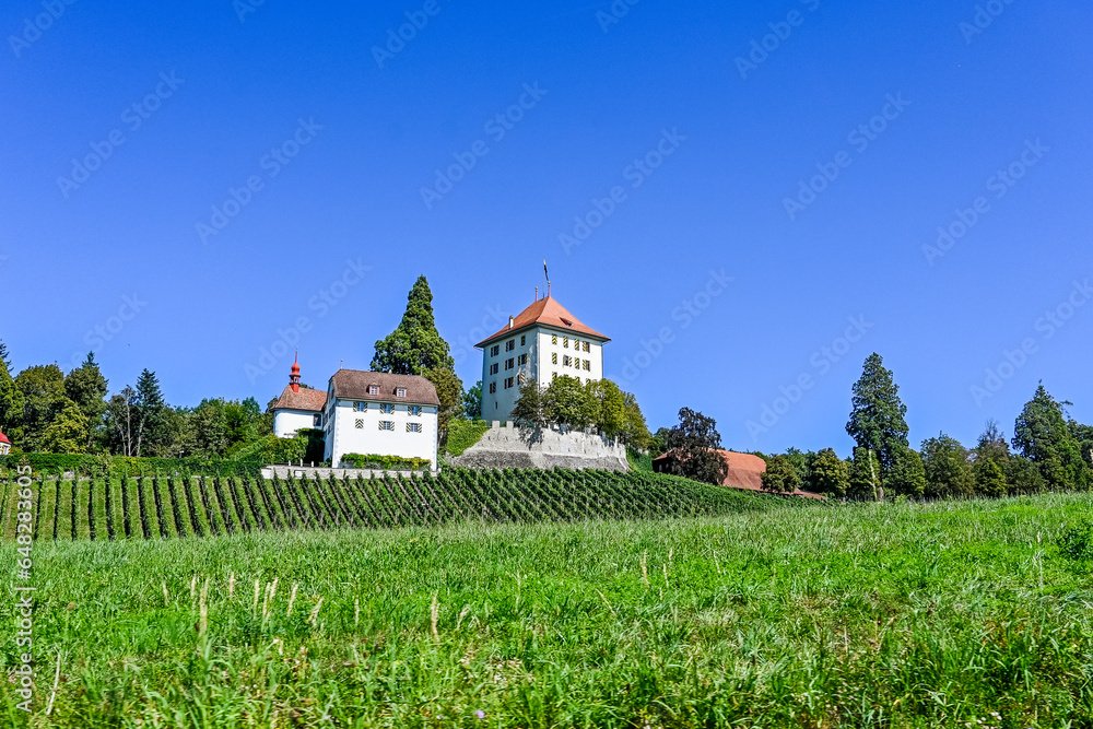 Gelfingen, Weinberg, Rebberg, Erntezeit, Schloss Heidegg, Hitzkirch ...