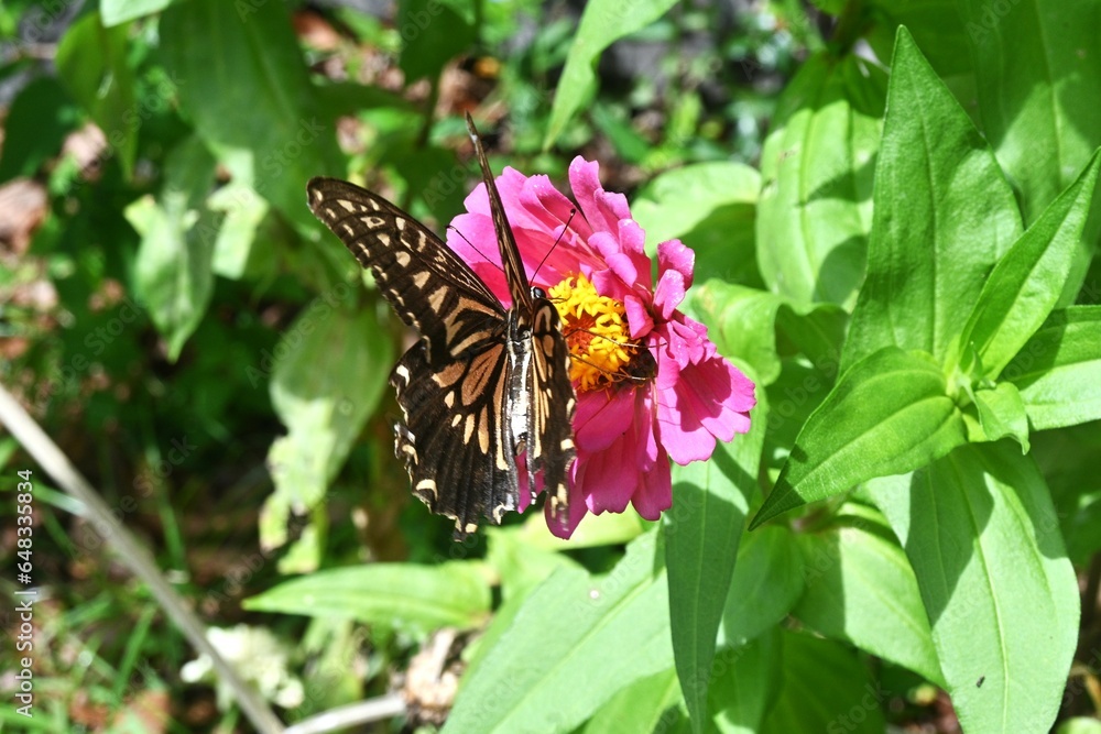 An Asian swallowtail butterfly (Papilio xuthus) sucking nectar from a ...