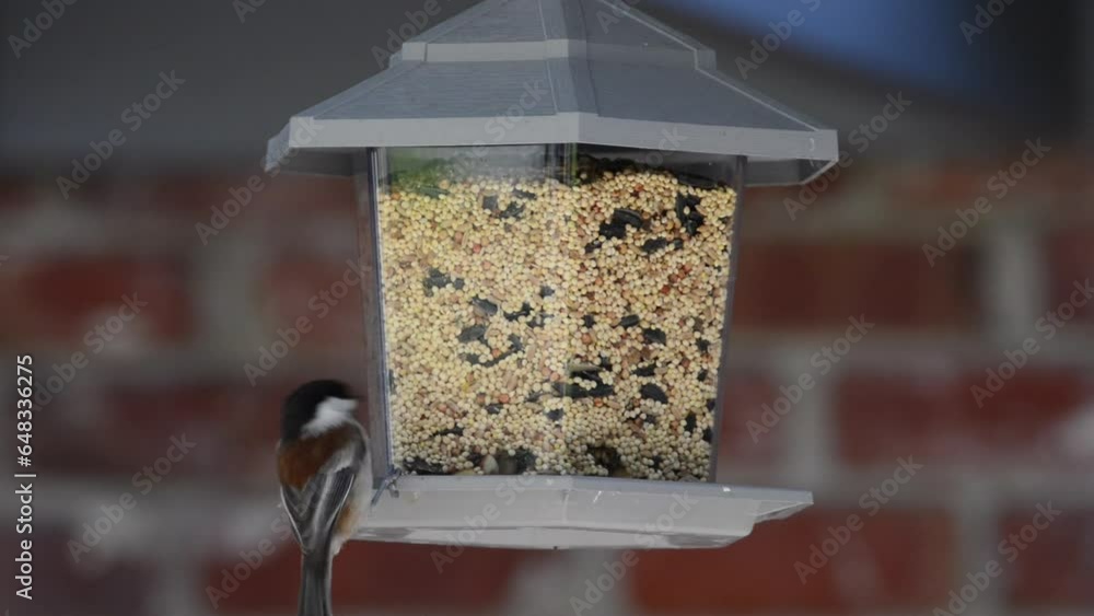 HD Video of several birds eating from a bird feeder, brick wall ...