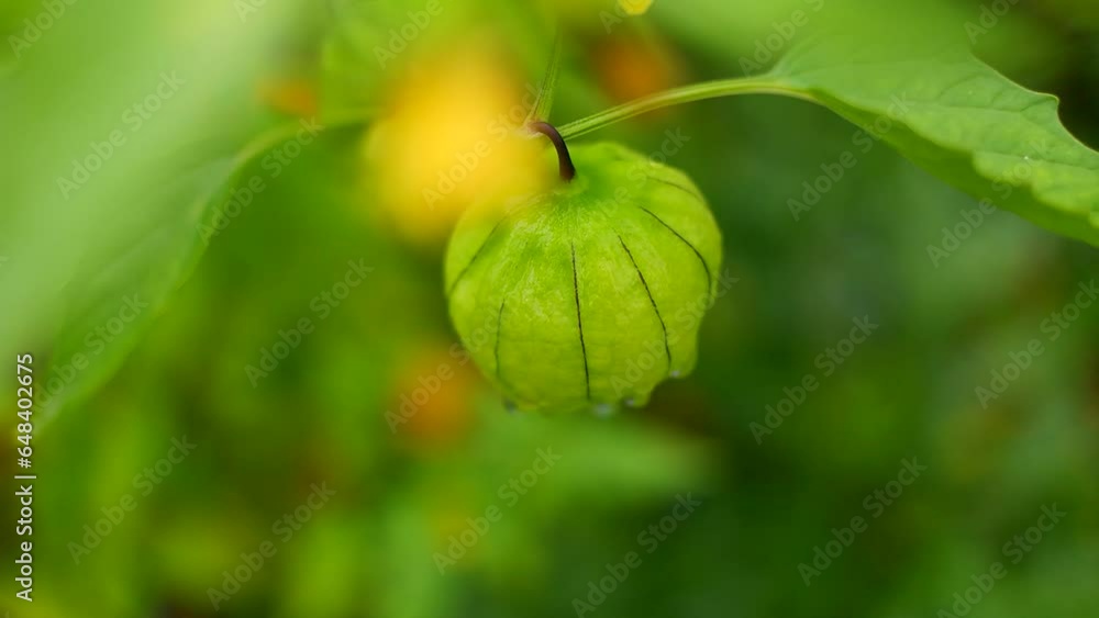 Physalis angulata (ceplukan, ciplukan, husk tomatoes, groundcherries ...