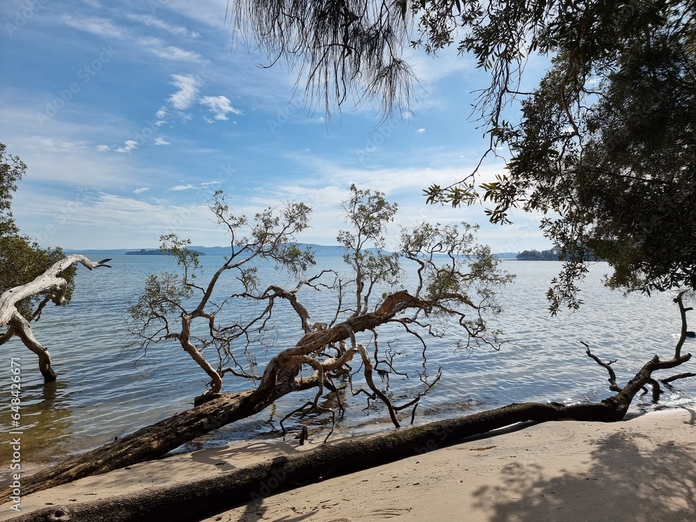 Australian eucalyptus tree growing on a beach and hanging over the ...