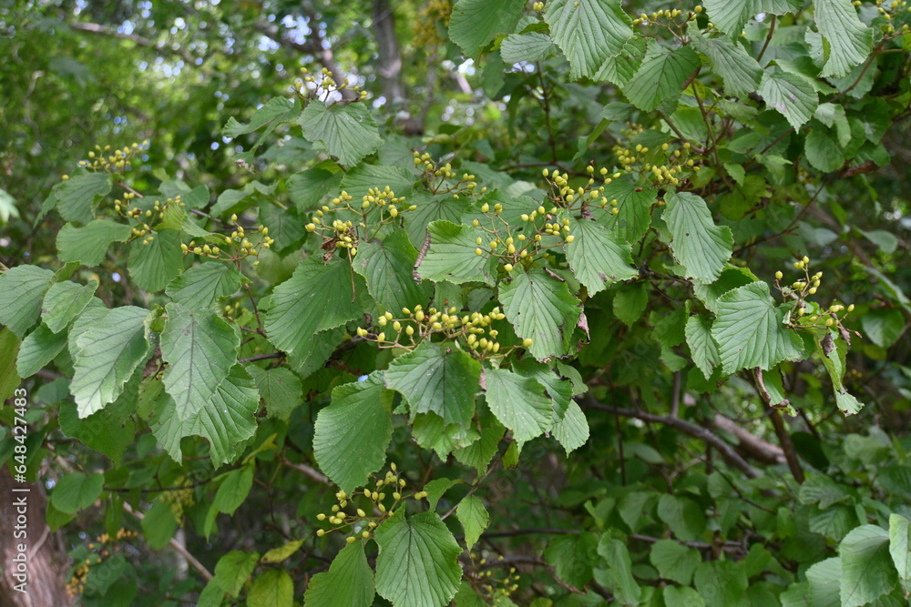 Linden viburnum / Japanese bush cranberry ( Viburnum dilatatum ...