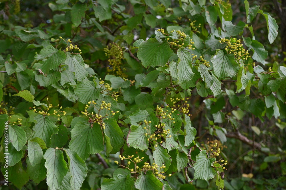 Linden viburnum / Japanese bush cranberry ( Viburnum dilatatum ...