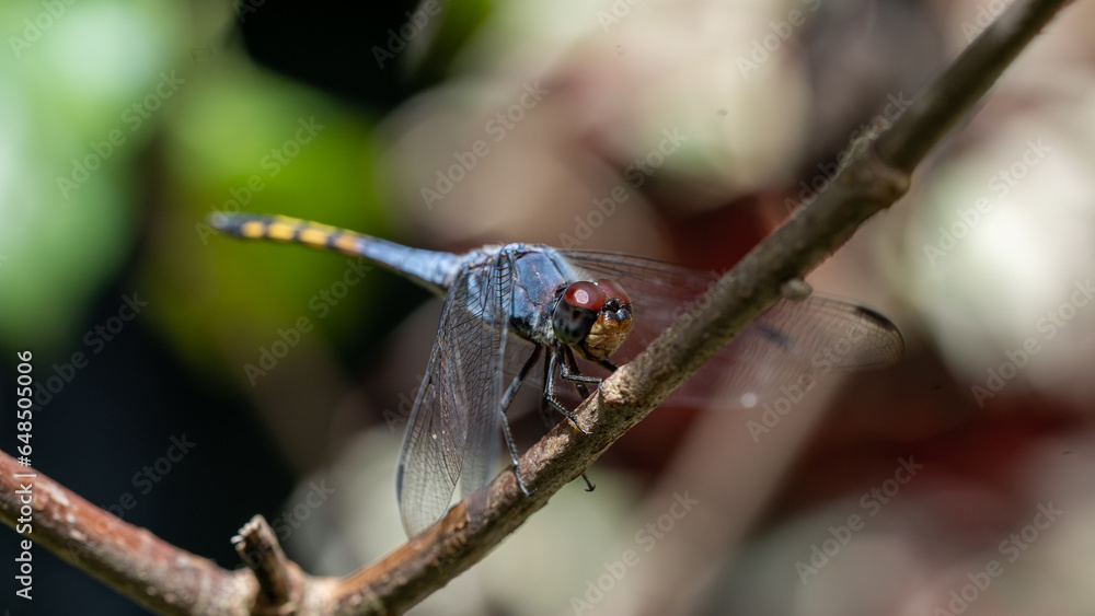 Dragonfly resting on a twig in the rainforest of Sri Lanka Stock Photo ...