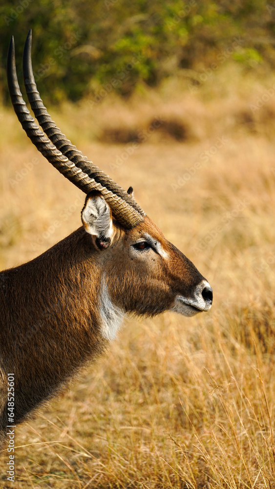 Ugandan kob (Kobus kob thomasi) in Queen Elizabeth National Park of ...