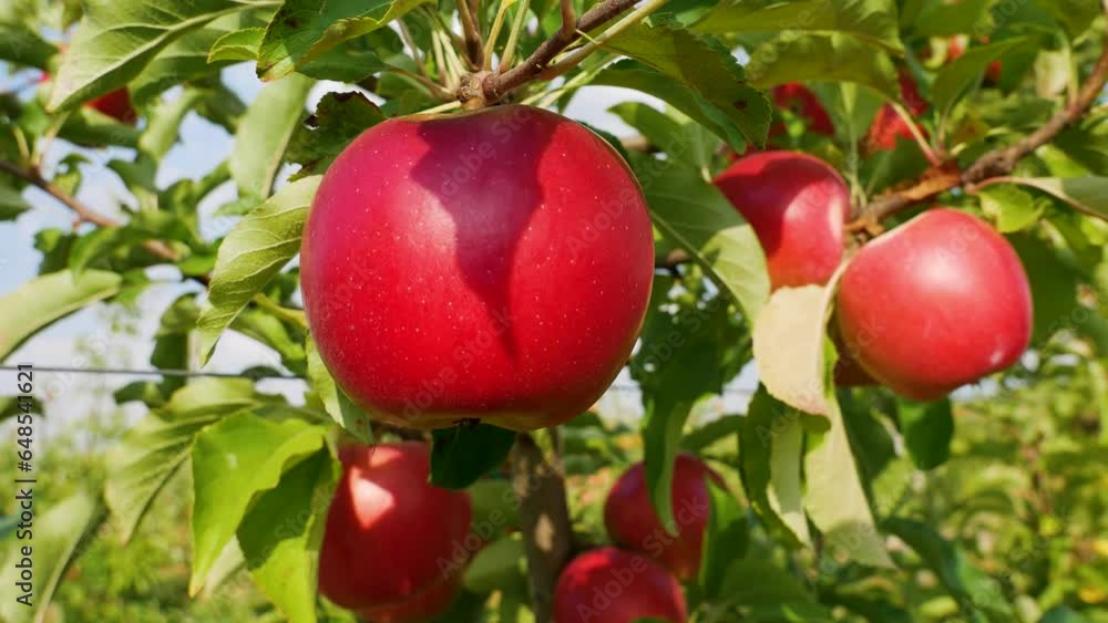 Vidéo Stock Fall apple harvest. Apple trees with red apples. Growing apples. Apple orchard with ...