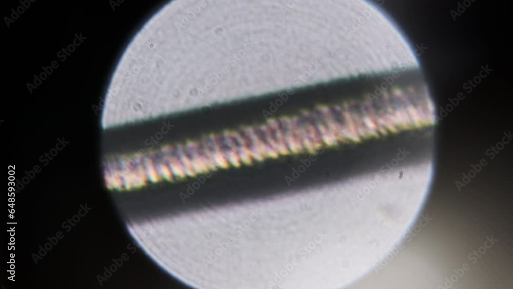 Human hair under a microscope. Microscopy of a single human hair from ...