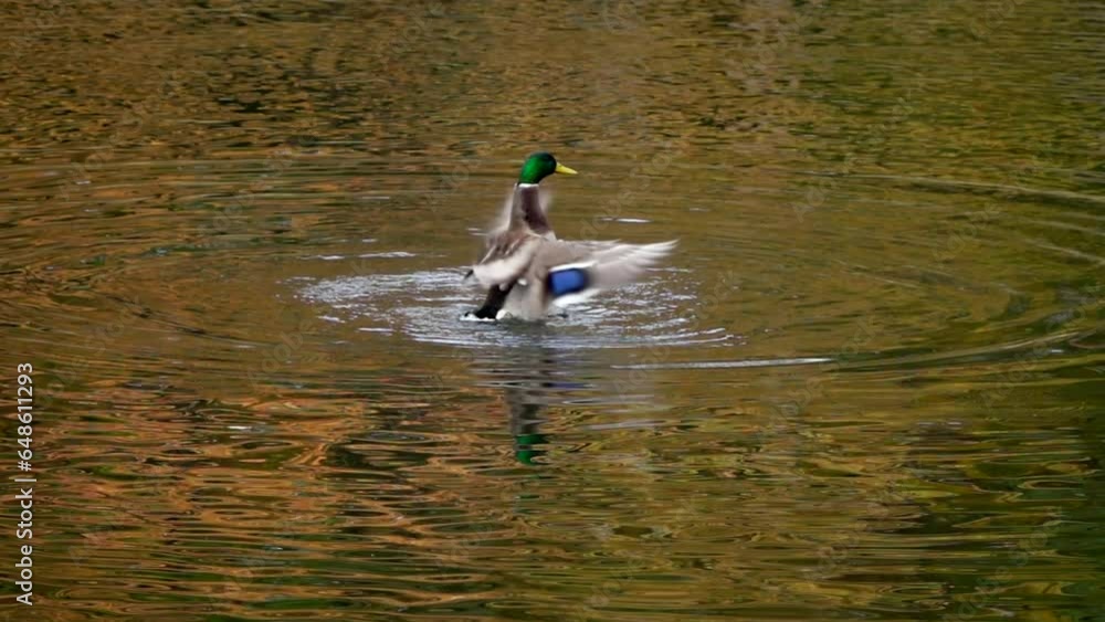 Vidéo Stock Beautiful duck flapping its wings in pond. Bird, animal ...
