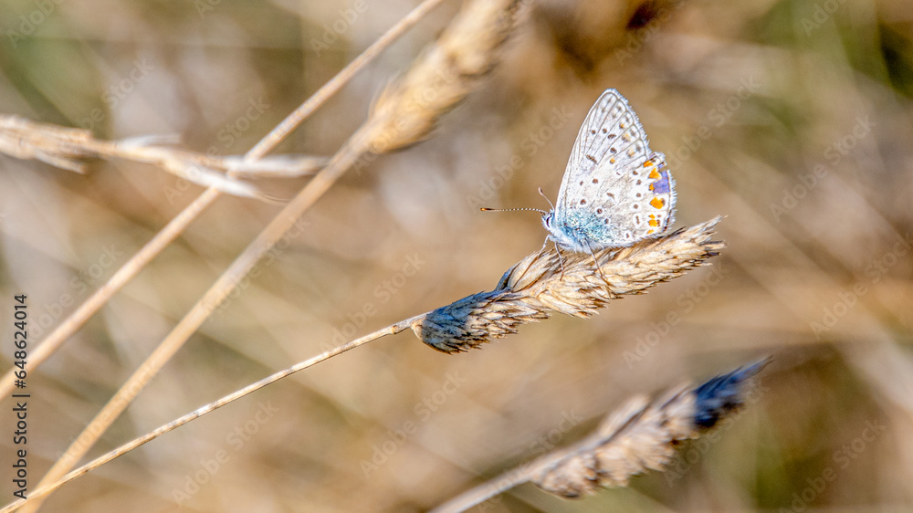 Papillon Azuré commun perchée dur des brindilles dans la nature Stock ...