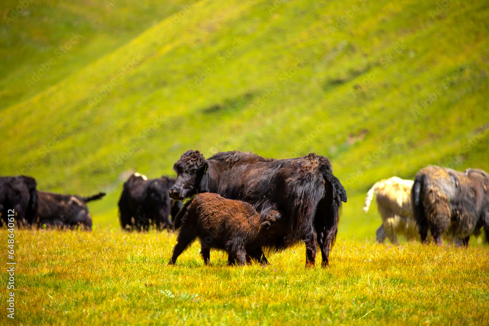 A herd of yaks graze in the mountains. Himalayan big yak in a beautiful ...