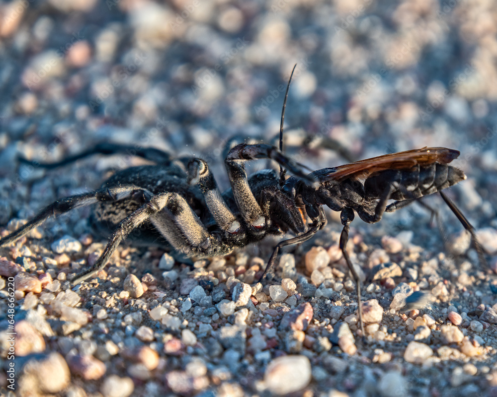 Thisbe's Tarantula-hawk Wasp (Pepsis thisbe) attacking and eating a ...