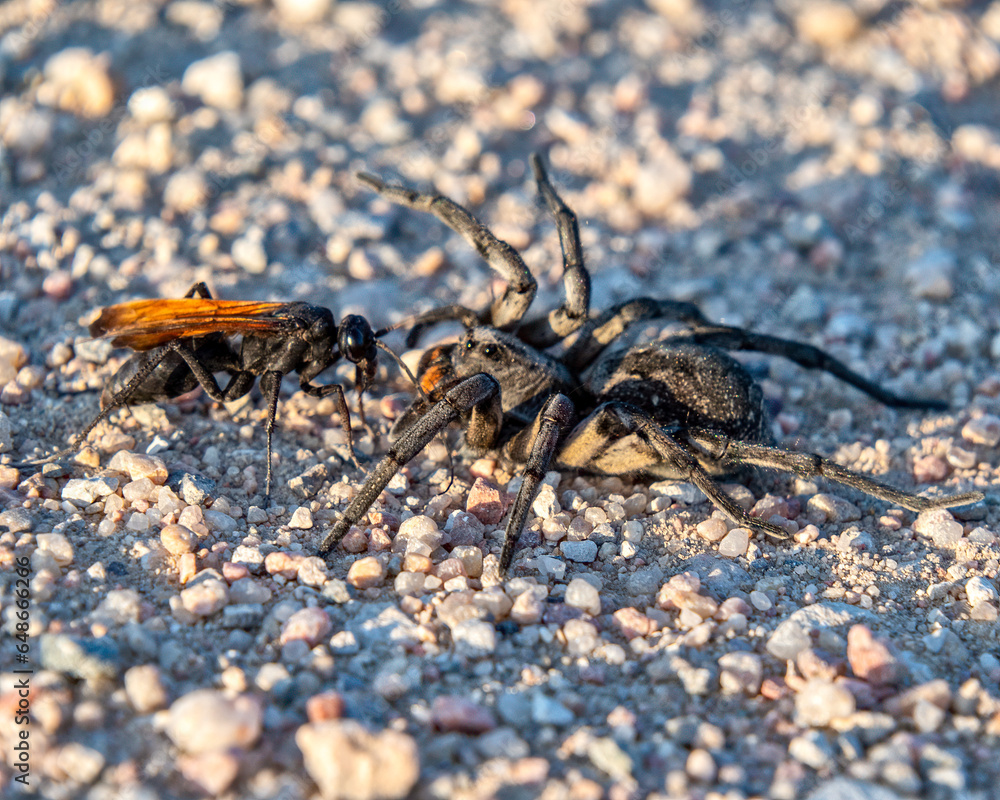 Thisbes Tarantula Hawk Wasp Pepsis Thisbe Attacking And Eating A Carolina Giant Wolf Spider