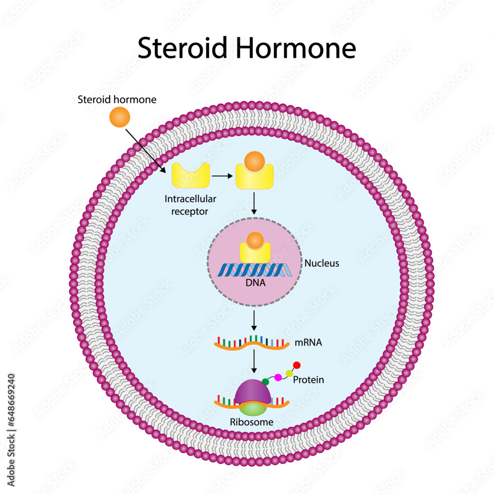 Vetor de Steroid hormones mechanism of action. Steroids Bind to an ... Vetor de Steroid hormones mechanism of action. Steroids Bind to an ...
