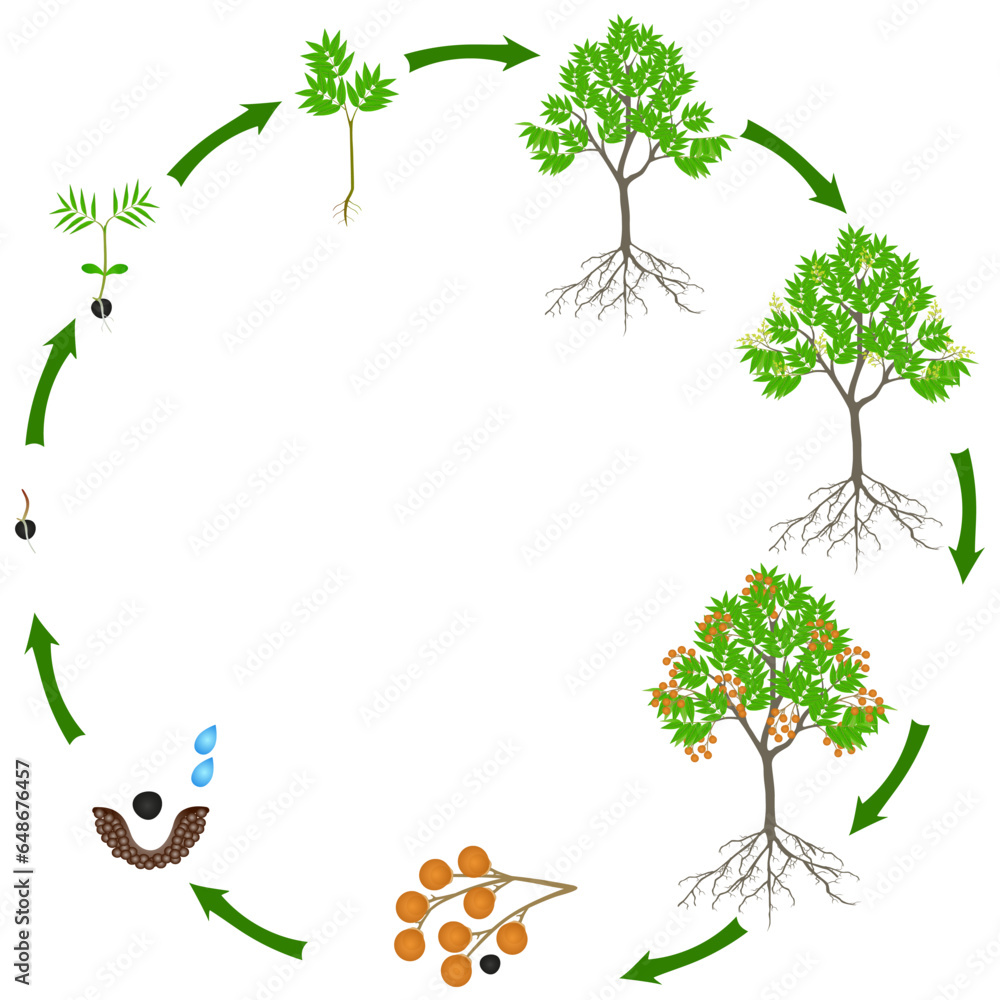 Life cycle of sapindus soap tree on a white background. Stock Vector ...