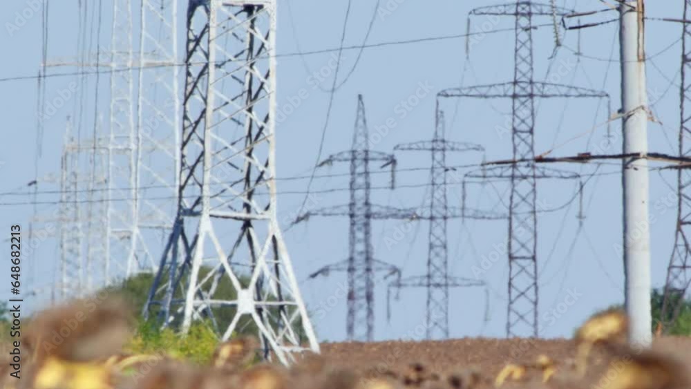 Overhead power lines are in sunflower field in extreme heat. High ...