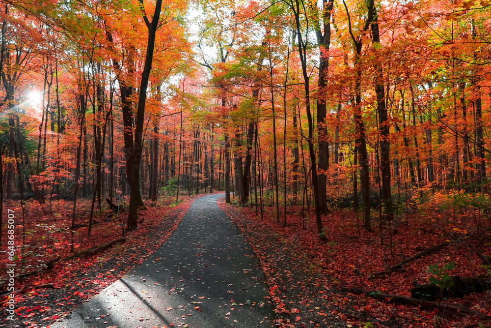 Tall trees with colorful fall foliage at Kensington metro park in ...